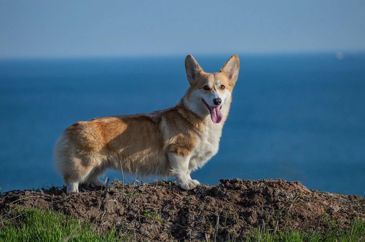 Learn about a Dog Every Day - Pembroke Welsh Corgi