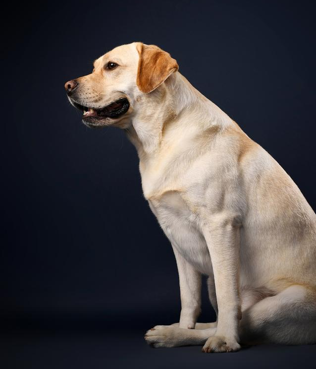 Learn about a Dog Every Day - Labrador